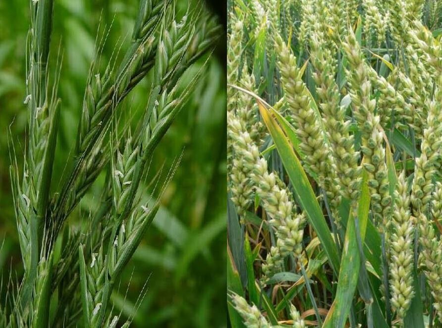 [luni, 12 iulie] Grâul și neghina - Studii Biblice